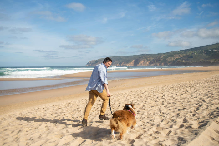 Top 3 Dog Breeds for Men: Loyal, Active, and Dependable – InkyProject